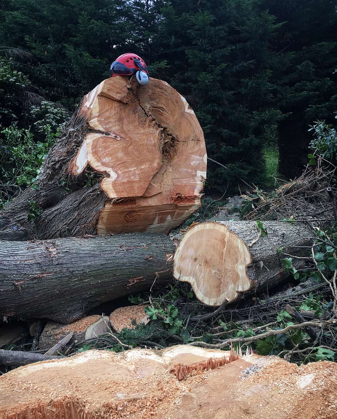 Best Felling Trees Over 380mm Training Course Book Now!